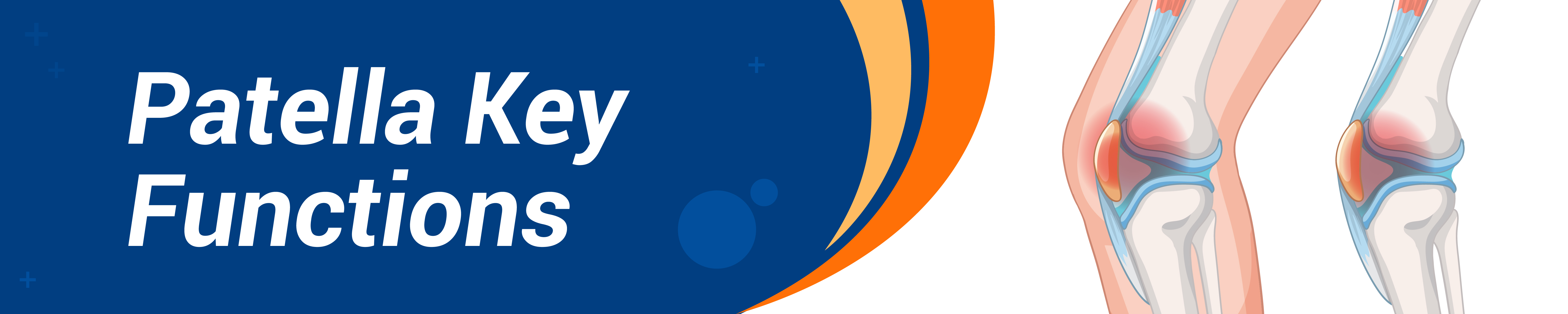 The Kneecap (Patella): Anatomy, Function, and Common Issues | Medikabazaar